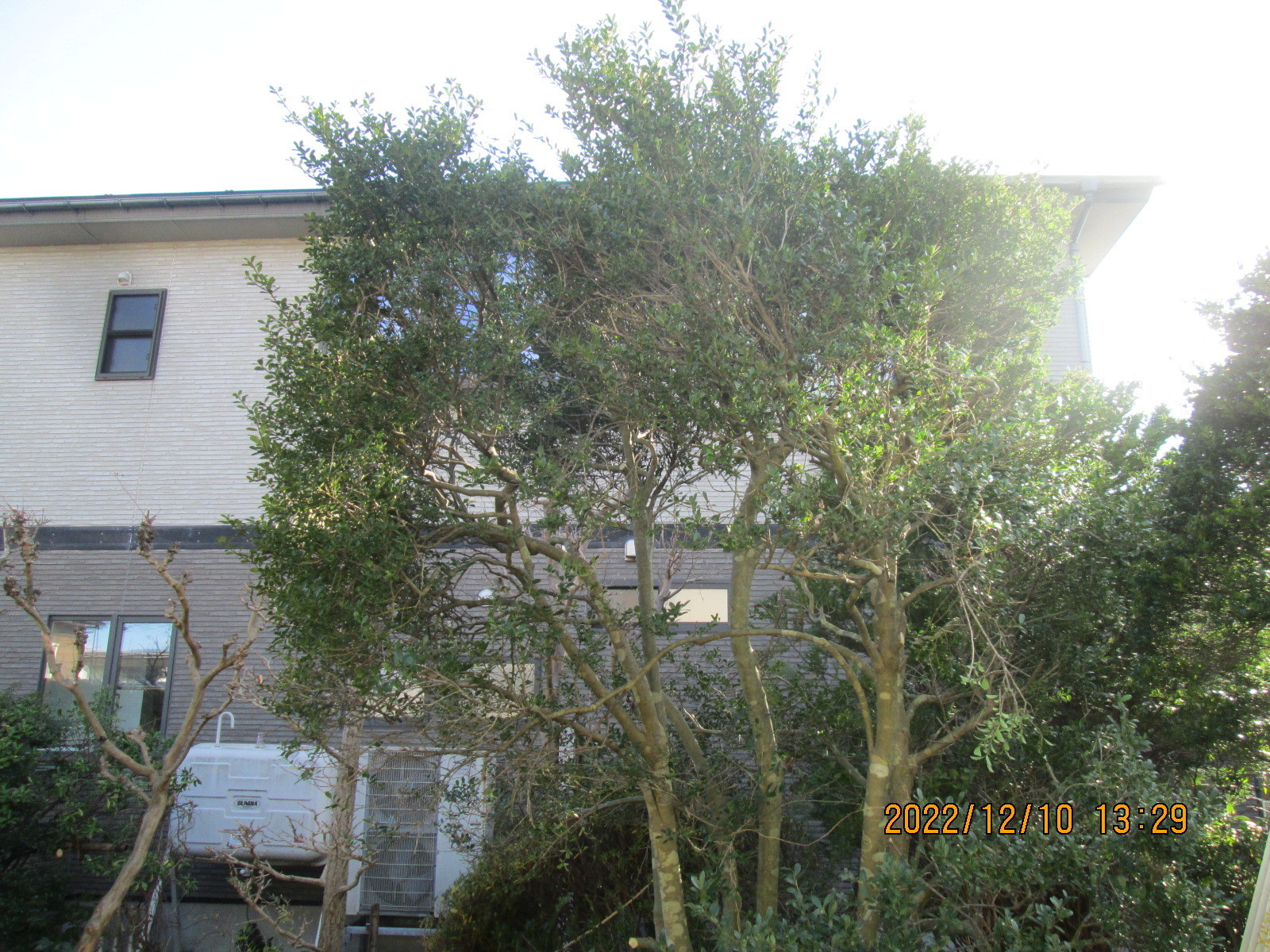 武者柘植の先祖返り: 麺恋千鳥